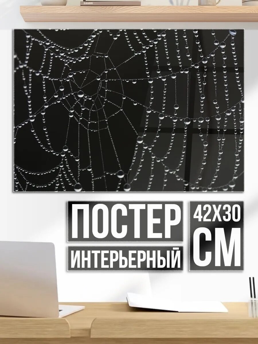 Плакат постер Паутина роса
