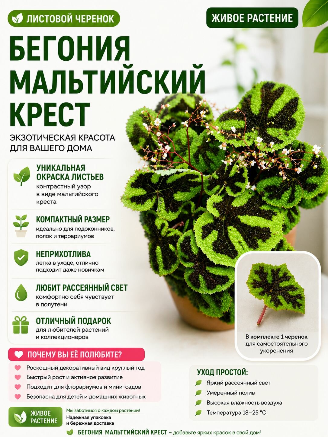 Листовой черенок сортовой бегонии Мальтийский Крест