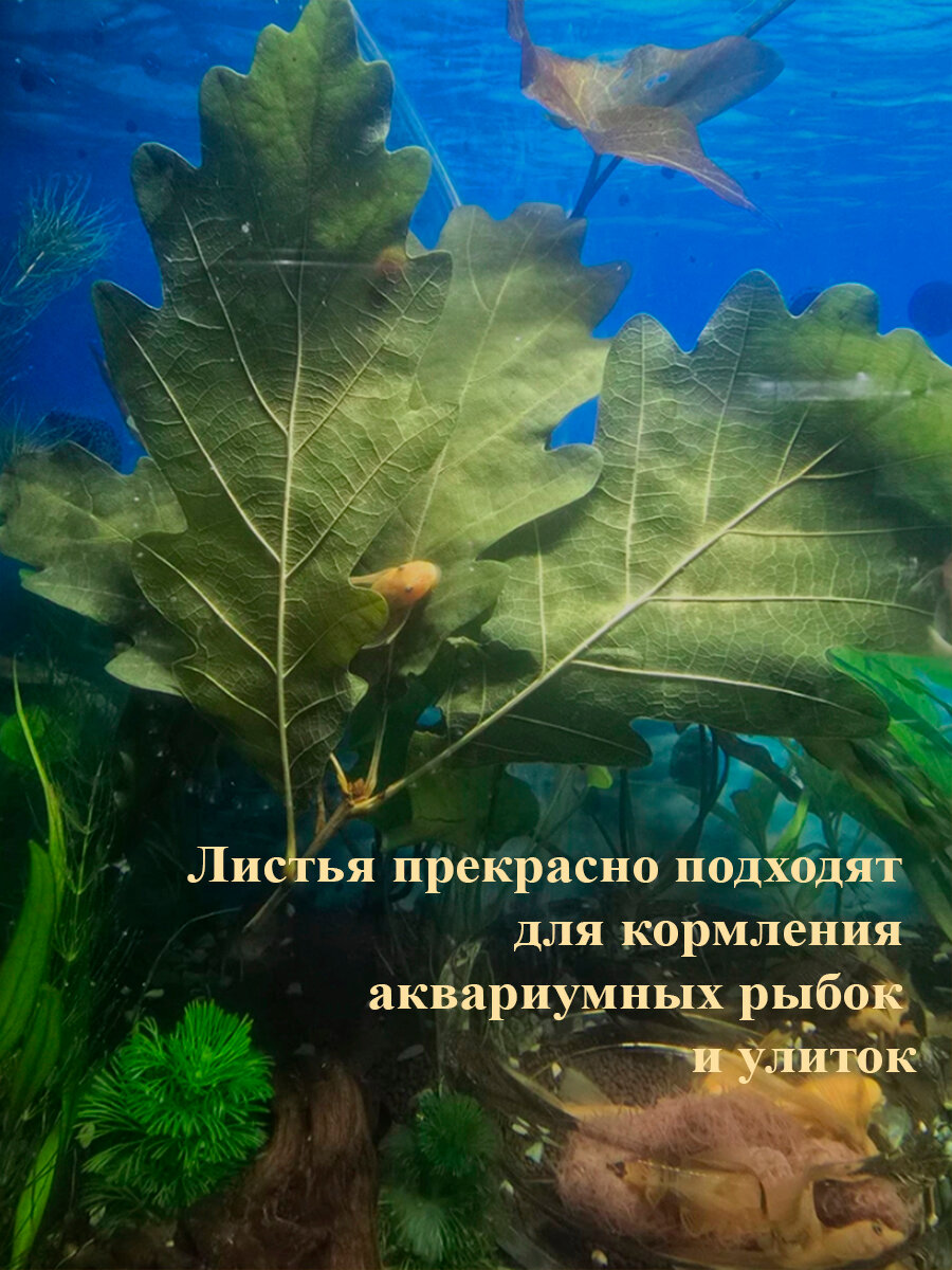 Дубовые листья — фото 1