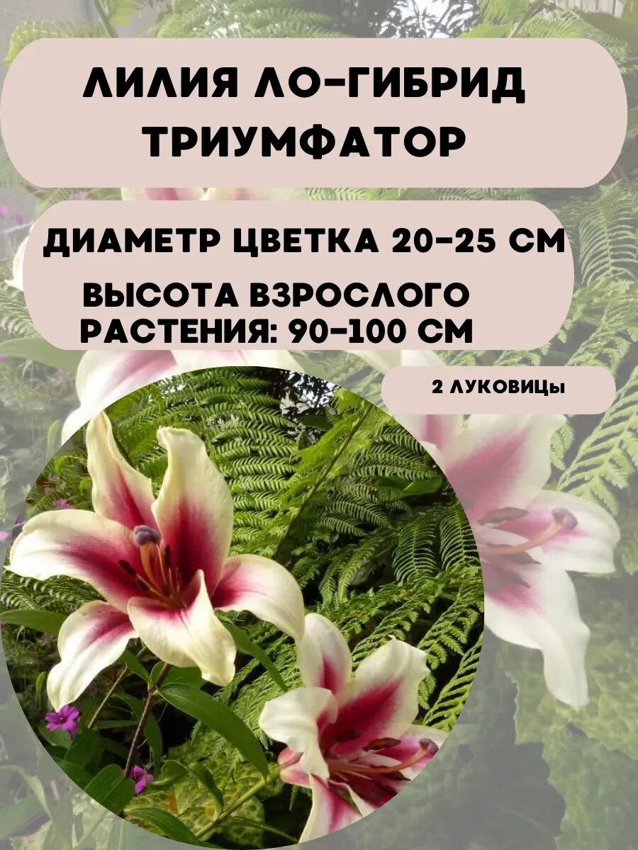 Луковицы многолетних растений лилия восточная