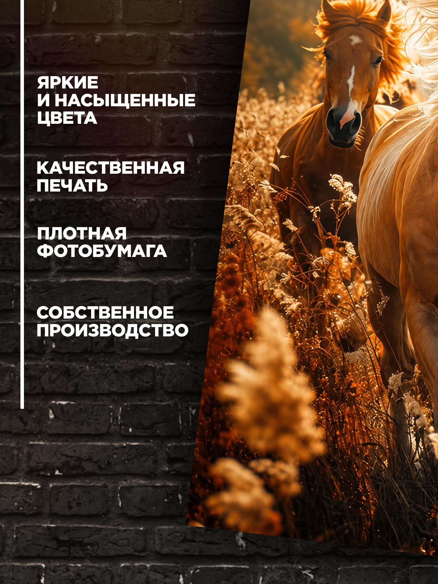 Постер на стену Лошади — фото 1