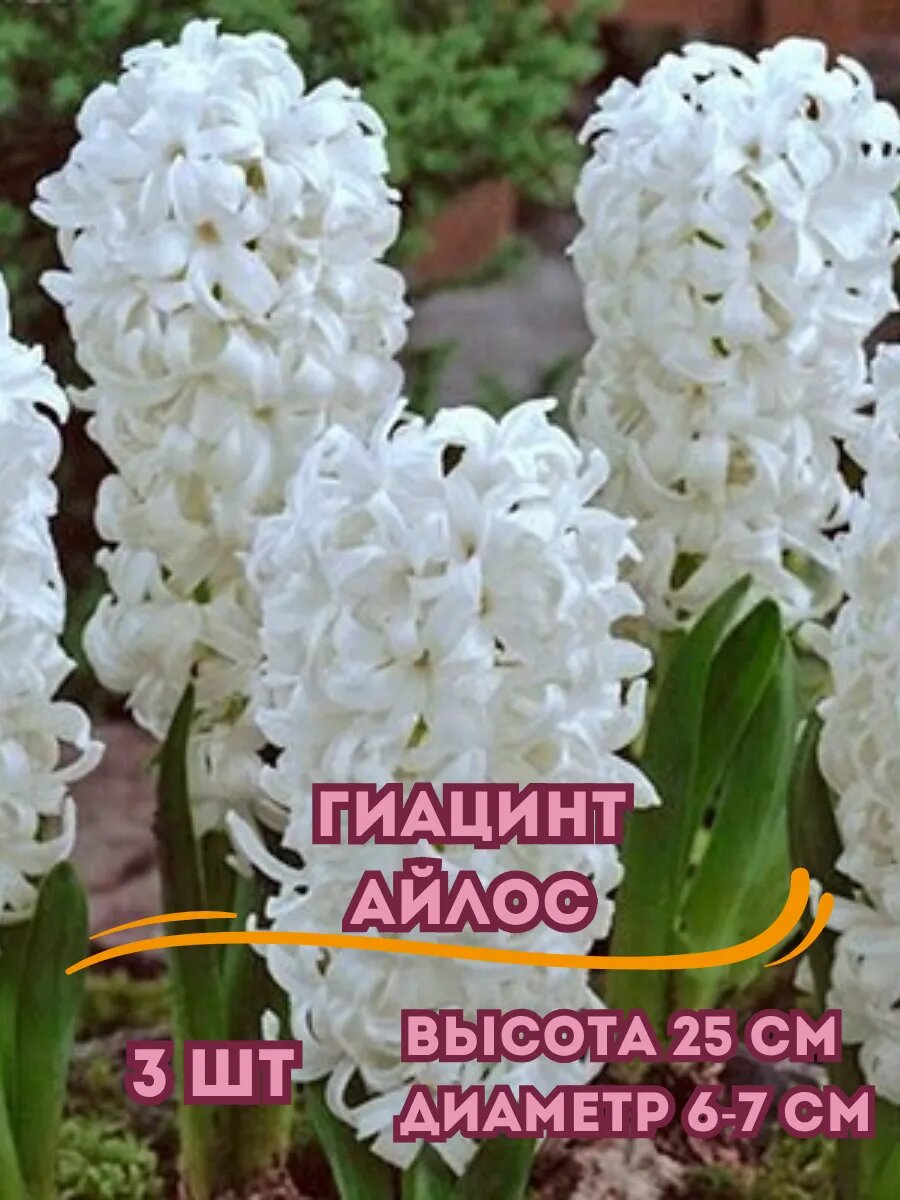 Луковицы Гиацинта многолетние растения