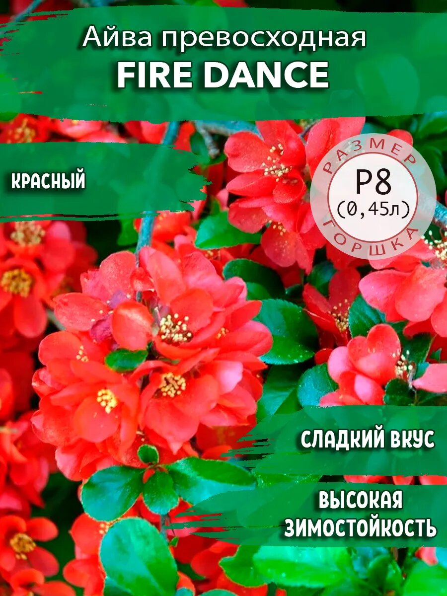 Айва превосходная Fire Dance