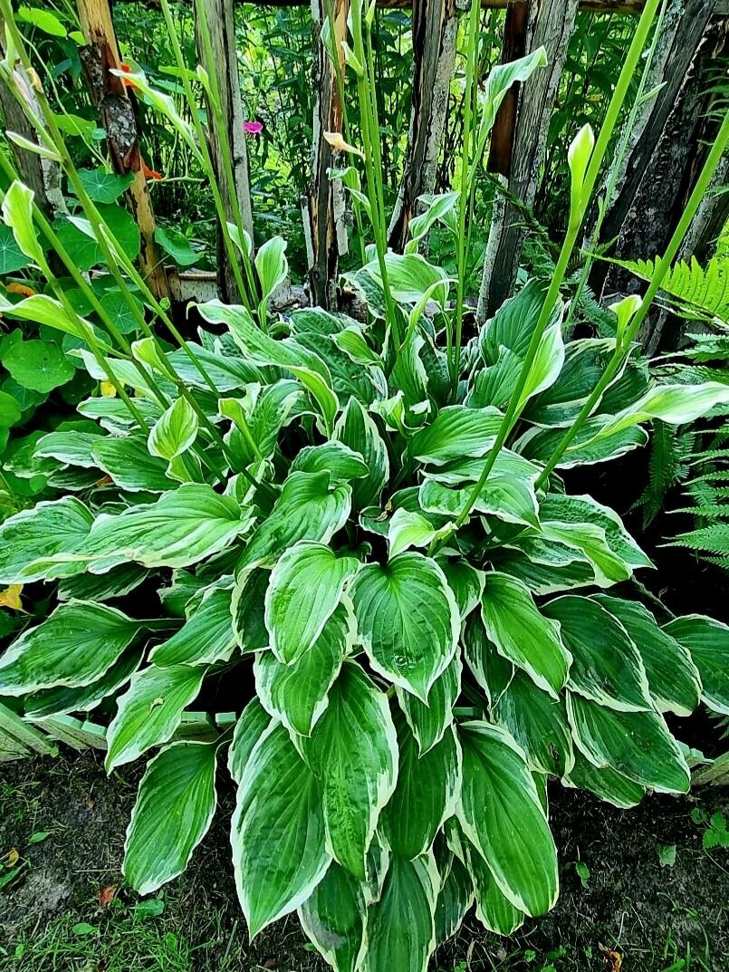 Хоста Албомаргината, ОКС, корневище с несколькими почками, 1 шт.