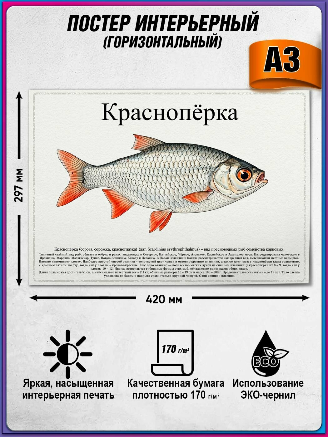 Постер интерьерный "Краснопёрка", плакат, подарок на День рыбака / А-3 (42x30 см.)