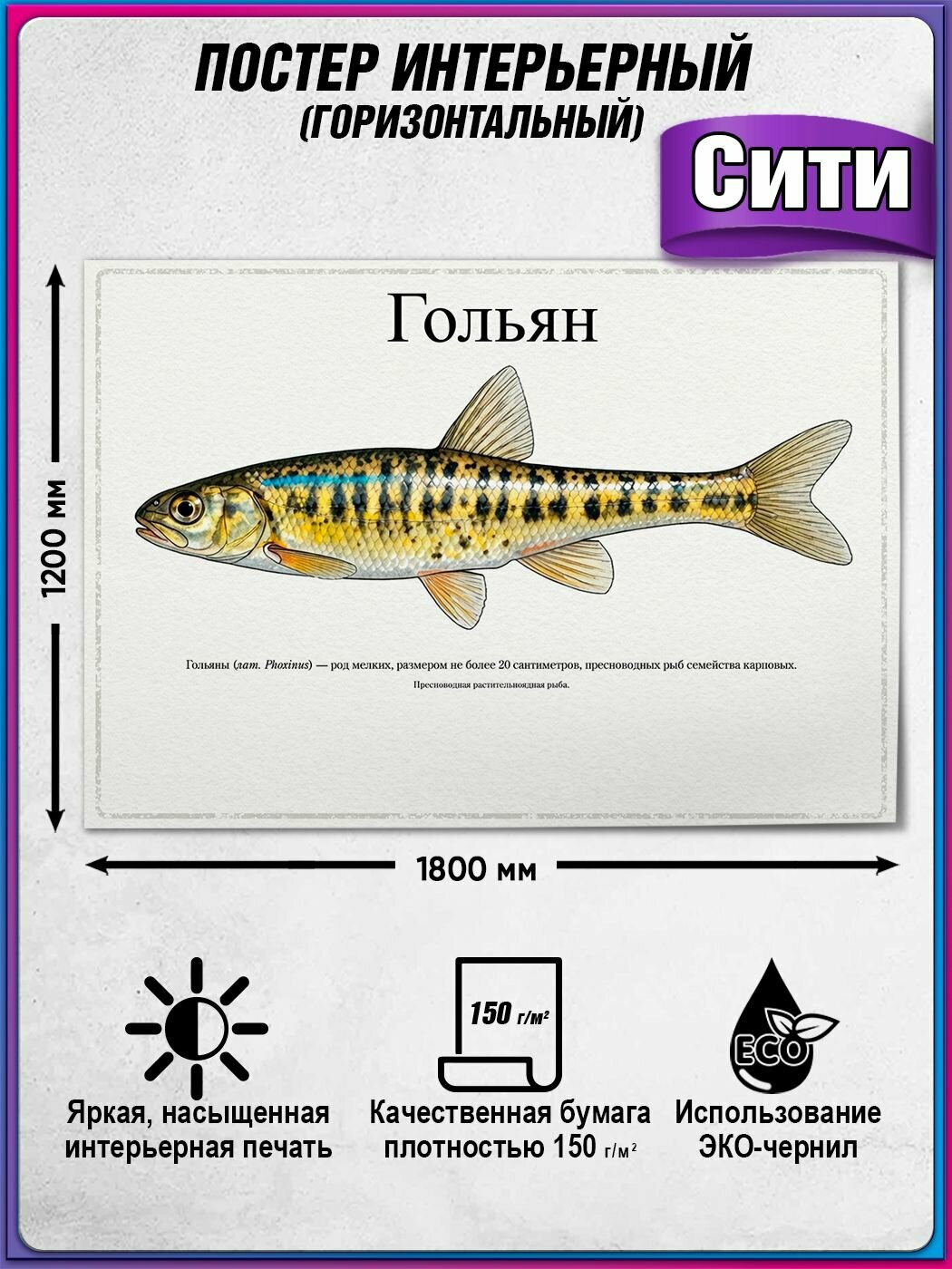 Постер интерьерный "Гольян", плакат, подарок на День рыбака / Сити-формат (180x120 см.)