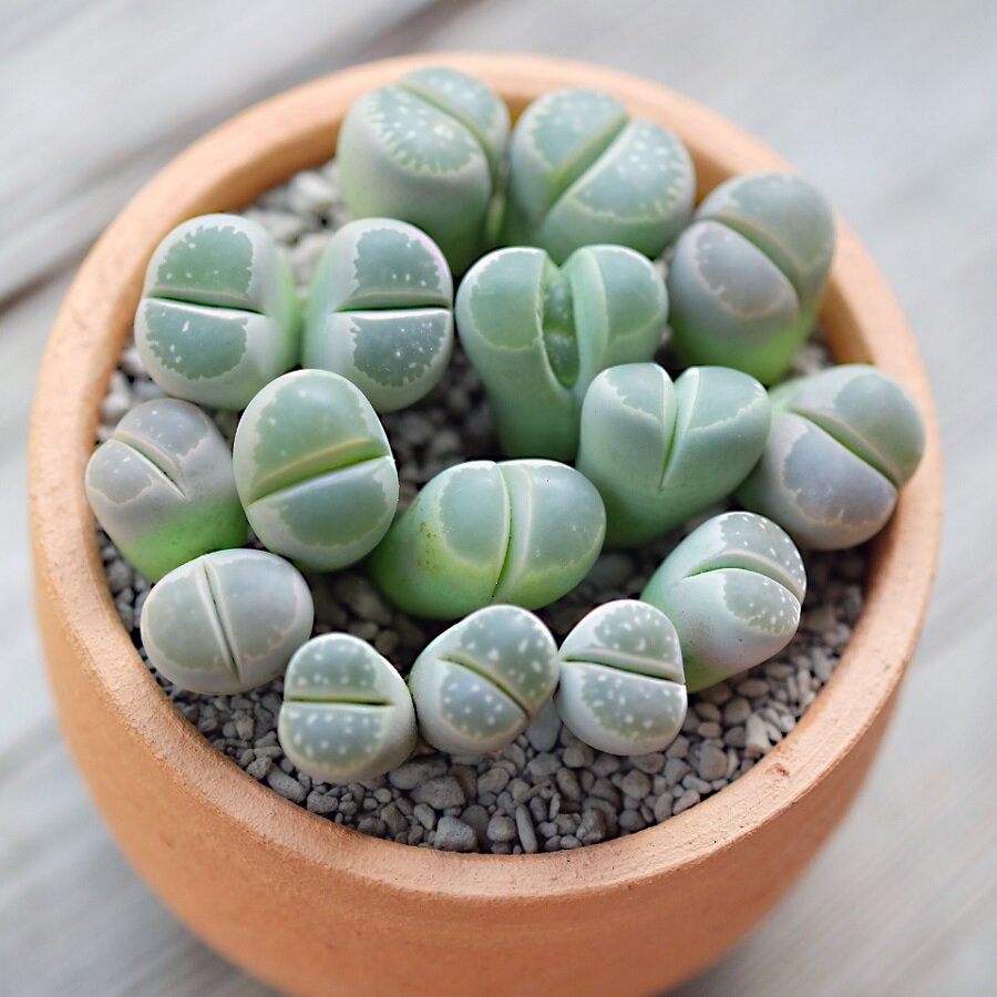 Семена Орешка Суккулент Lithops olivacea PV 986 (10 ШТ)