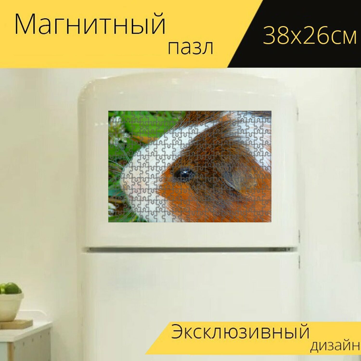Магнитный пазл "Домашняя морская свинка, cavia porcellus, морская свинка" для интерьера, 38х26 см.