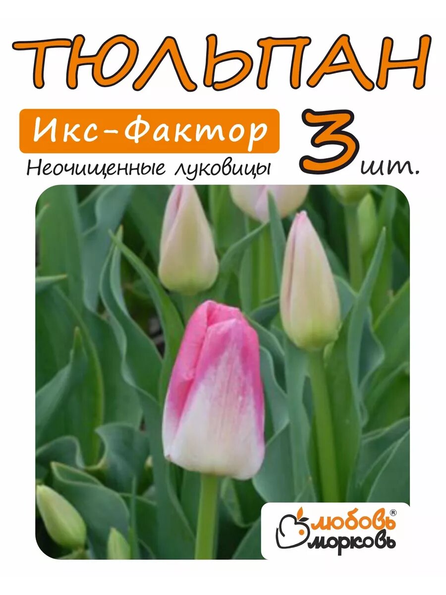 Тюльпаны "Икс-Фактор", растение многолетнее, высота 46см, 3 луковицы