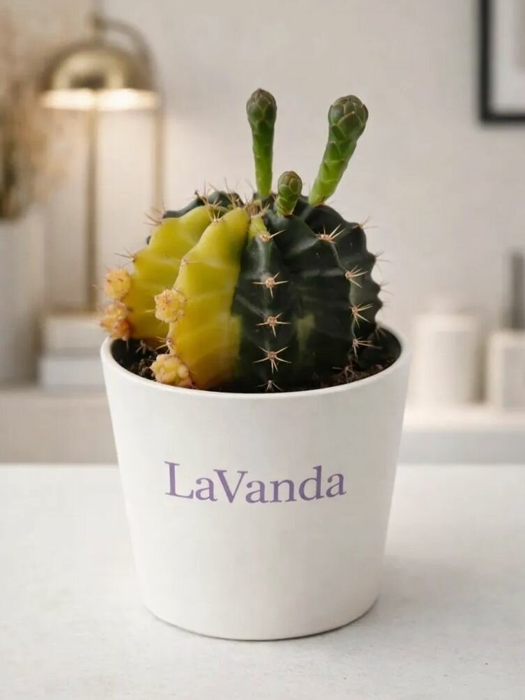 Кактус Гимнокалициум Михановича Вариегатный (Gymnocalycium mihanovichii variegata) Редкий пестрый суккулент