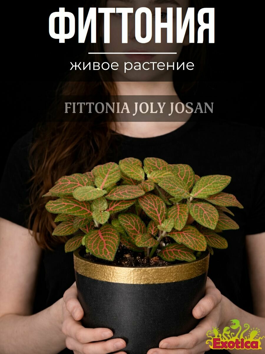 Фиттония Джоли Джосан (Fittonia Joly Josan) D8,5см, живой цветок