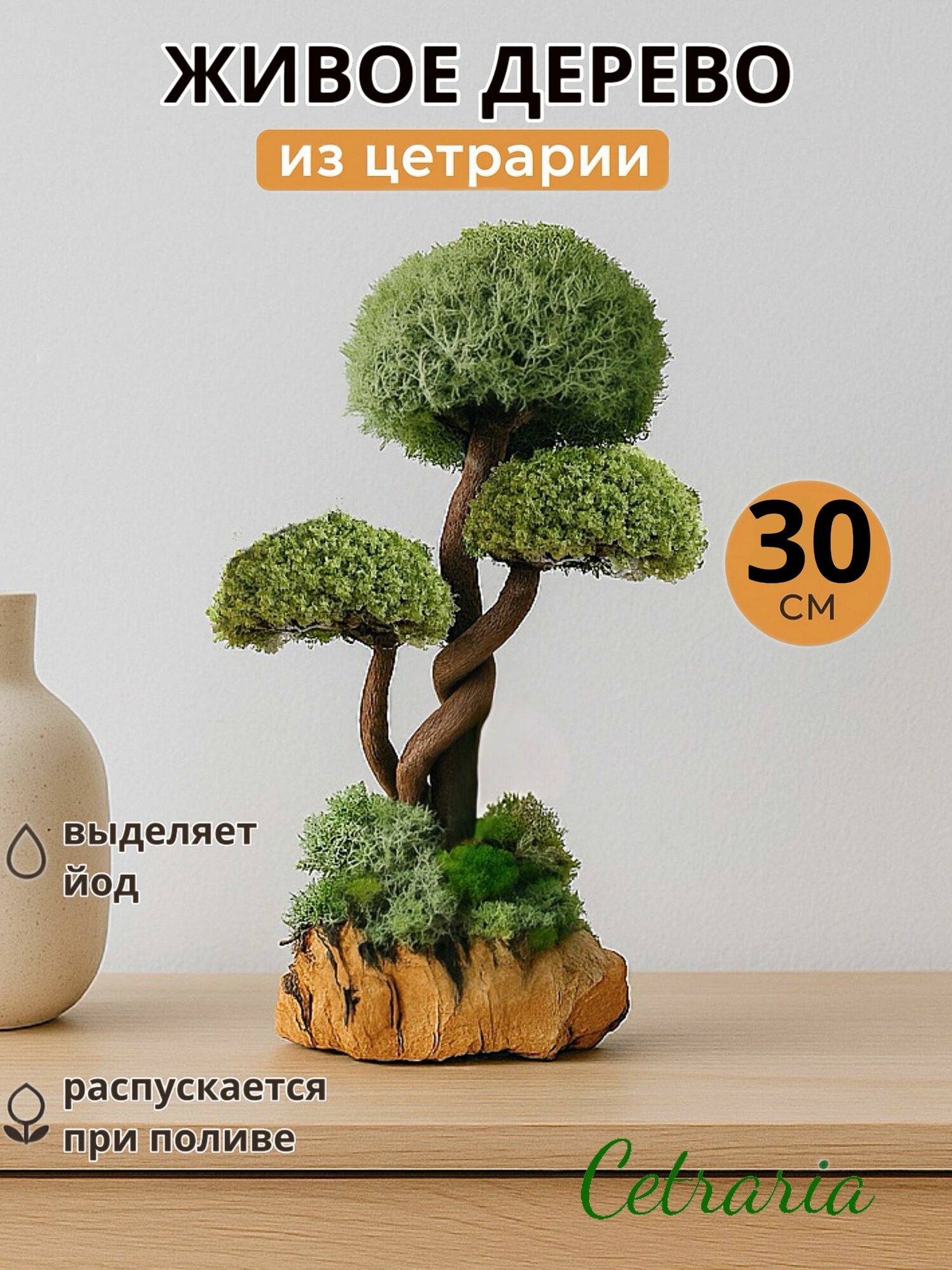 Цетрария дерево, исландский мох / Бонсай живой сухоцвет с тремя кронами, 30 см