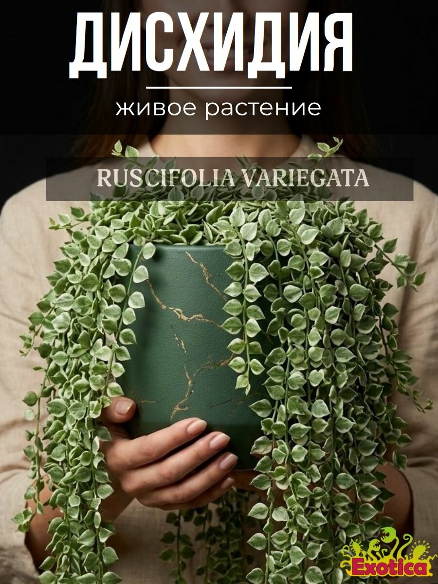 Дисхидия Русифолия Вариегатная (Dischidia Ruscifolia Variegata) D5см, живое растение