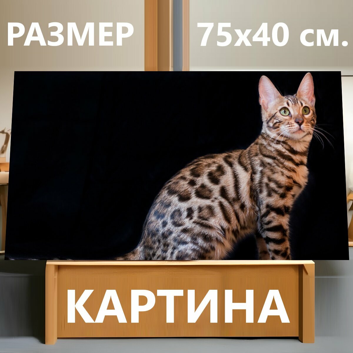 Картина на холсте "Бенгальская кошка, котенок, б" на подрамнике 75х40 см. для интерьера
