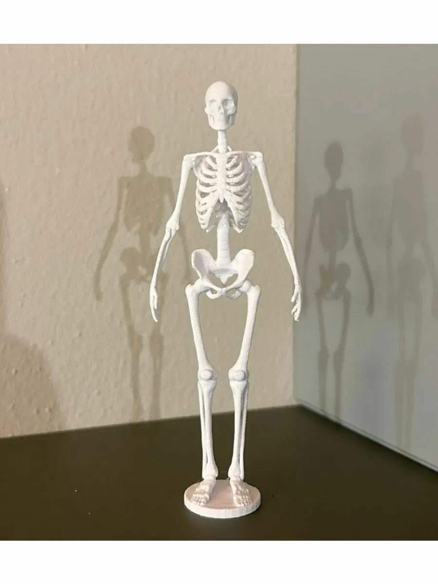 Анатомическая модель скелета человека (мини) 3D печать из пластика