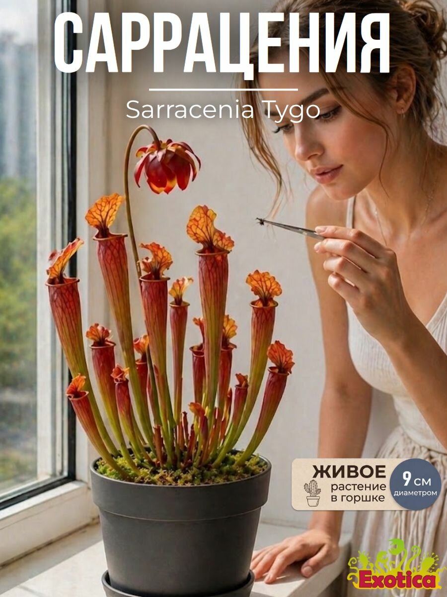 Саррацения Тиго (Sarracenia Tygo) D9см, растение