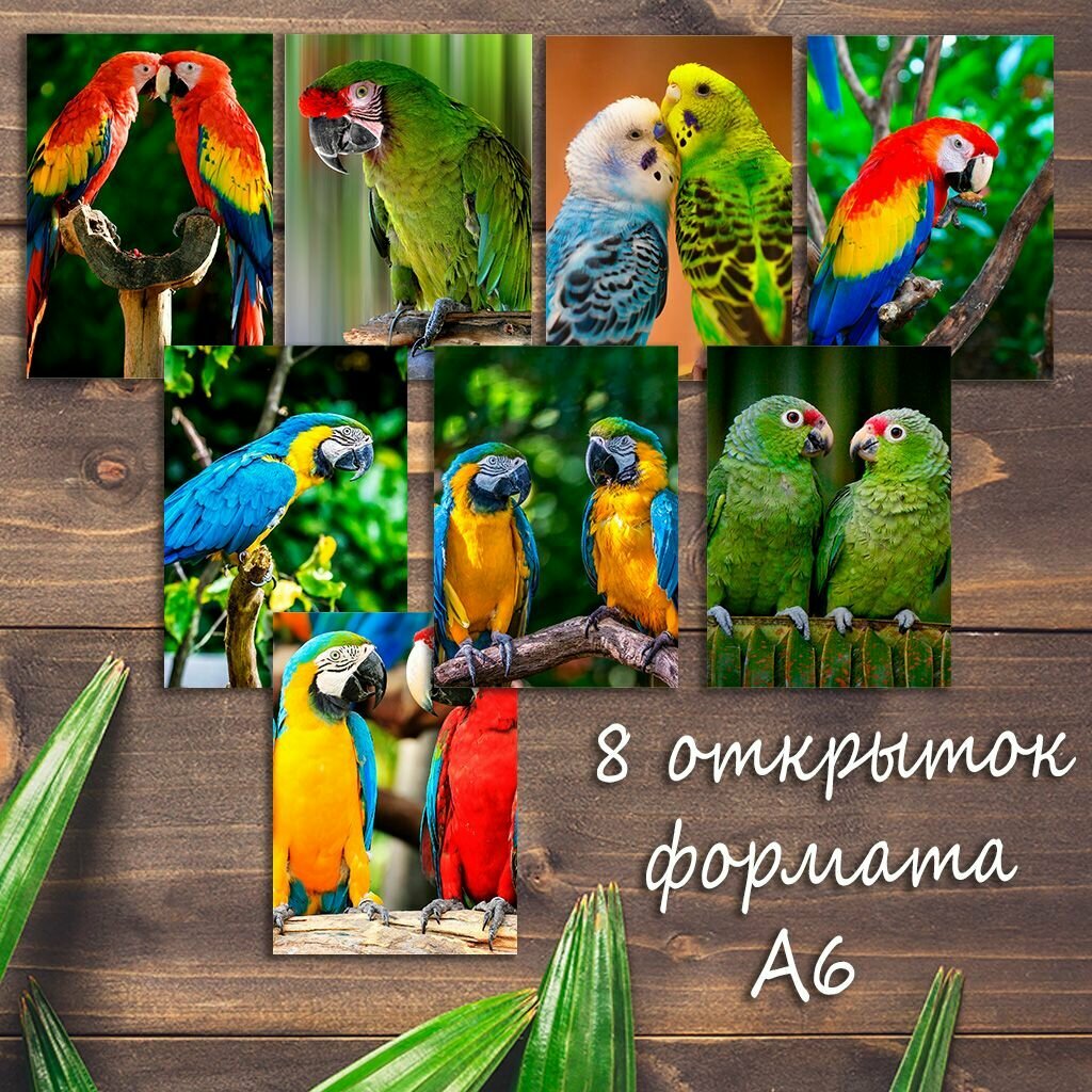 Большой набор открыток Попугаи, 8 штук