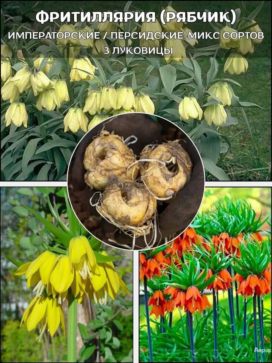 Фритиллярия (Рябчик) , микс из 3 сортов, луковицы 3 штуки