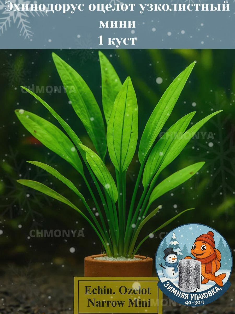 Аквариумное растение Эхинодорус Оцелот Мини Нарроу (Echinodorus ozelot mini narrow) , живое аквариумное растение