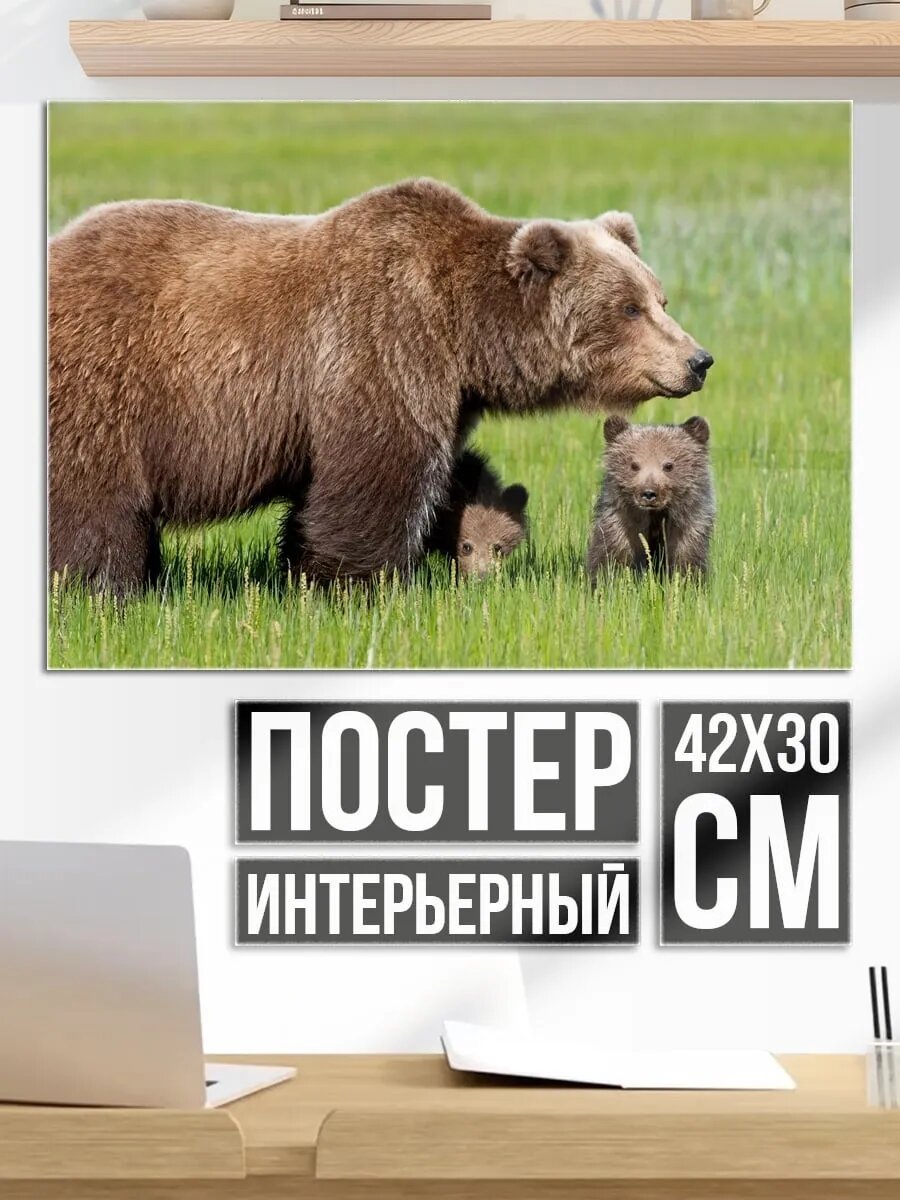 Плакат постер Медведица с медвежатами