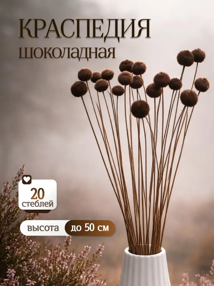 Краспедия сухоцвет шоколадная для вазы и интерьера от Elka.bio 50 см