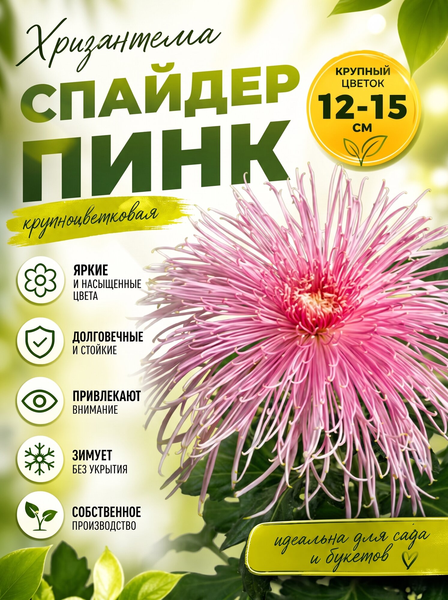 Хризантема крупноцветковая Спайдер Пинк (растение в горшке р8)