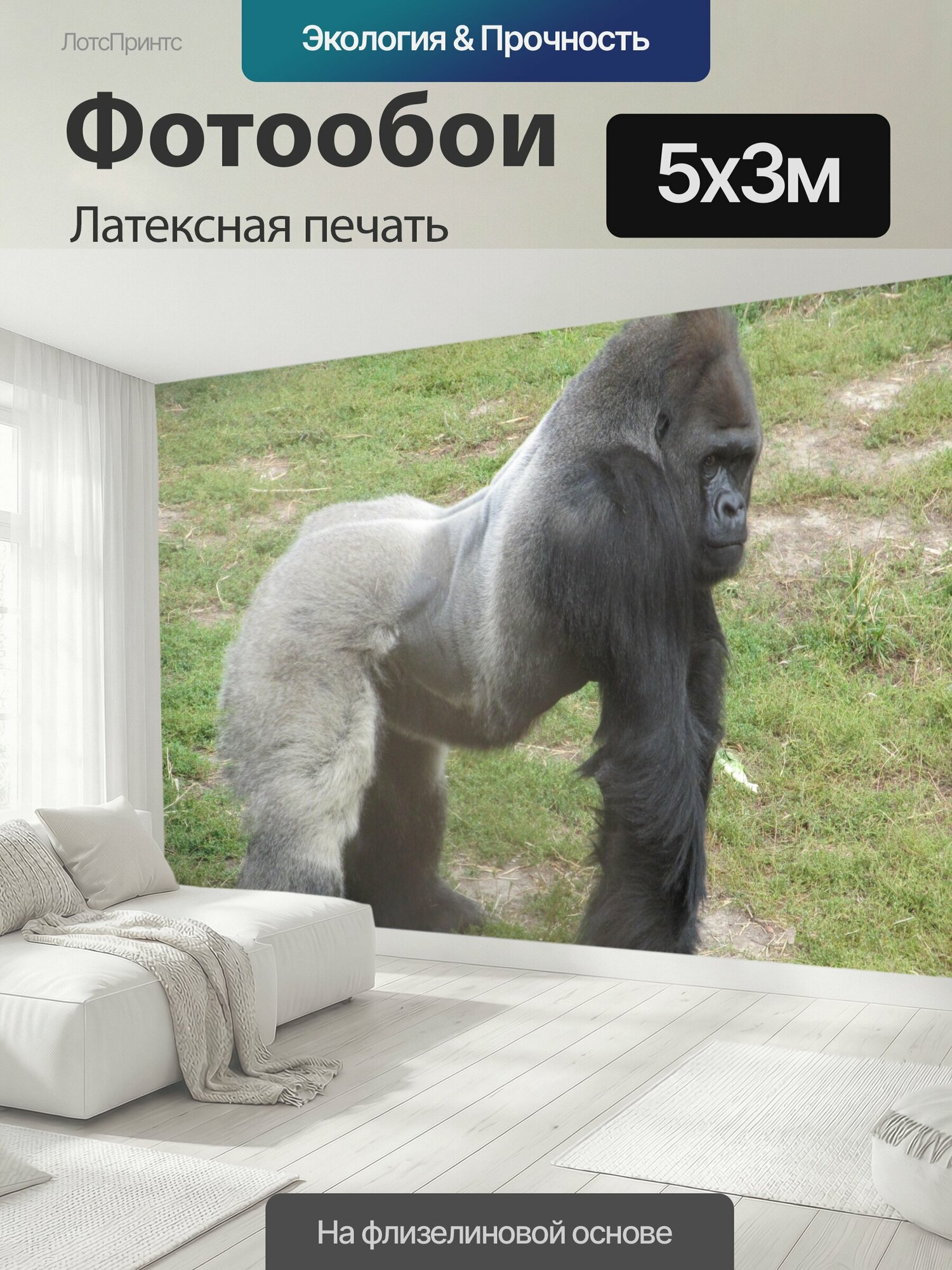 Фотообои моющиеся ударопрочные "Сильвербэк Gorilla позирует Горилла создает в нем корпус в зоопарке. серебряная горилла обезьяна дикая природа." 500x300 см. латексная печать