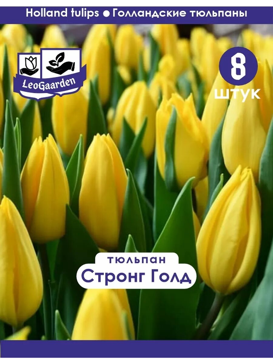 Тюльпан Луковица, Стронг Голд, 8шт