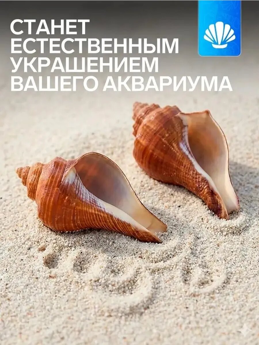 Натуральные декоративные ракушки для аквариума и интерьера