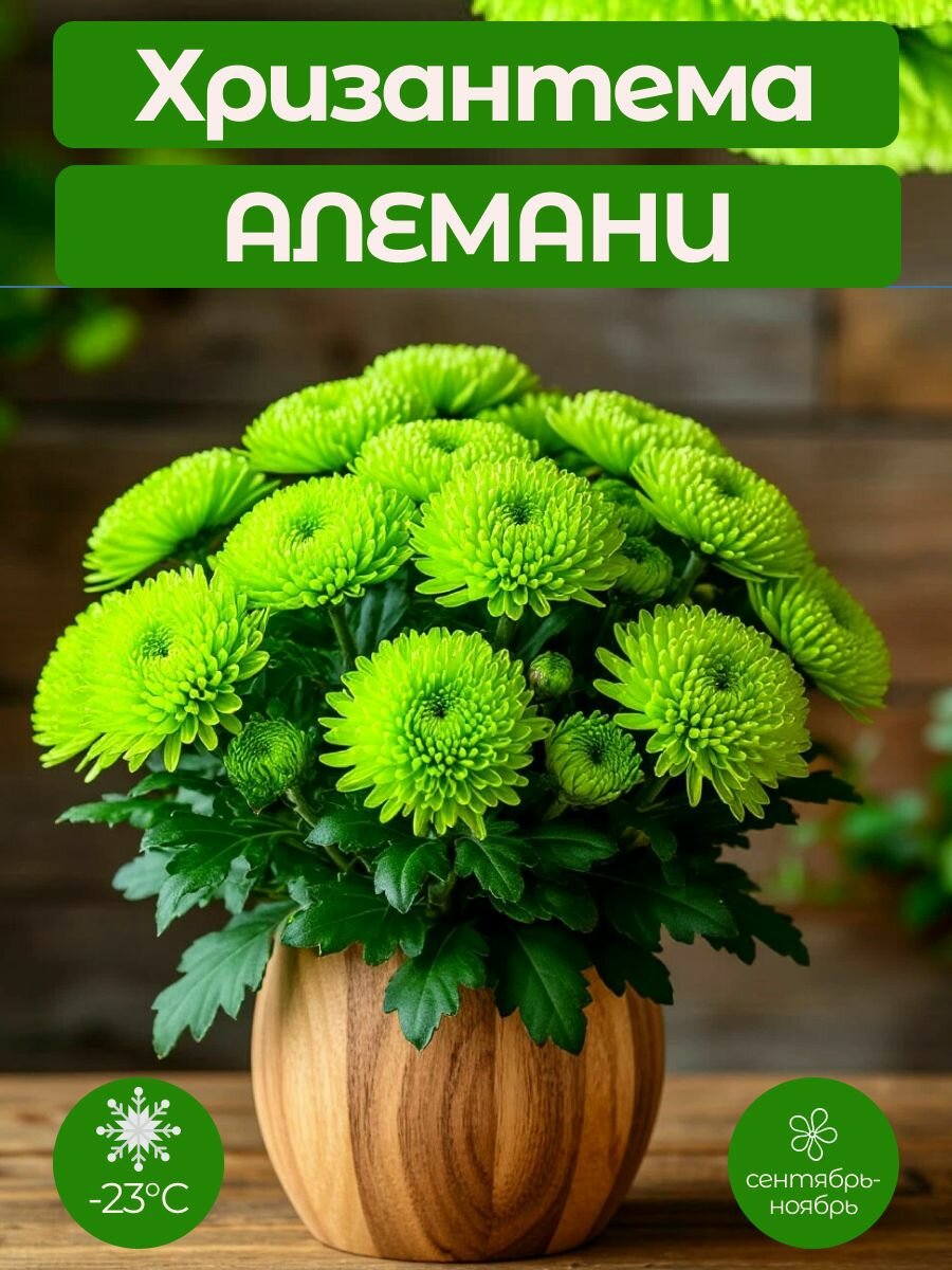 Хризантема "Алемани", многолетник, ЗКС