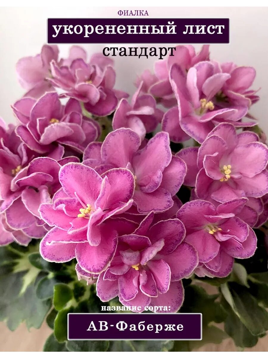 Фиалка укорененный лист сорт АВ-Фаберже