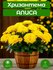Хризантема Алиса