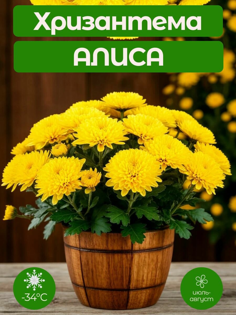 Хризантема Алиса