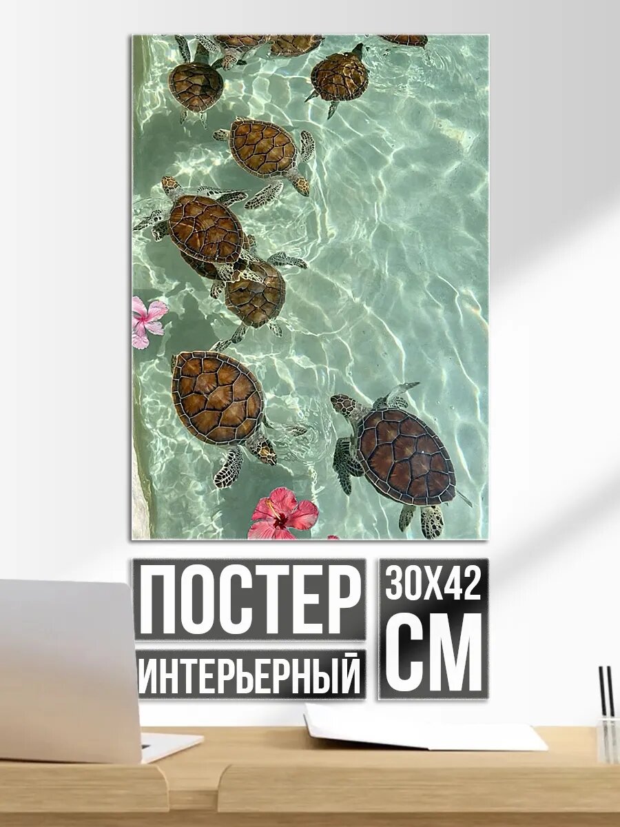 Плакат постер Черепашки в воде