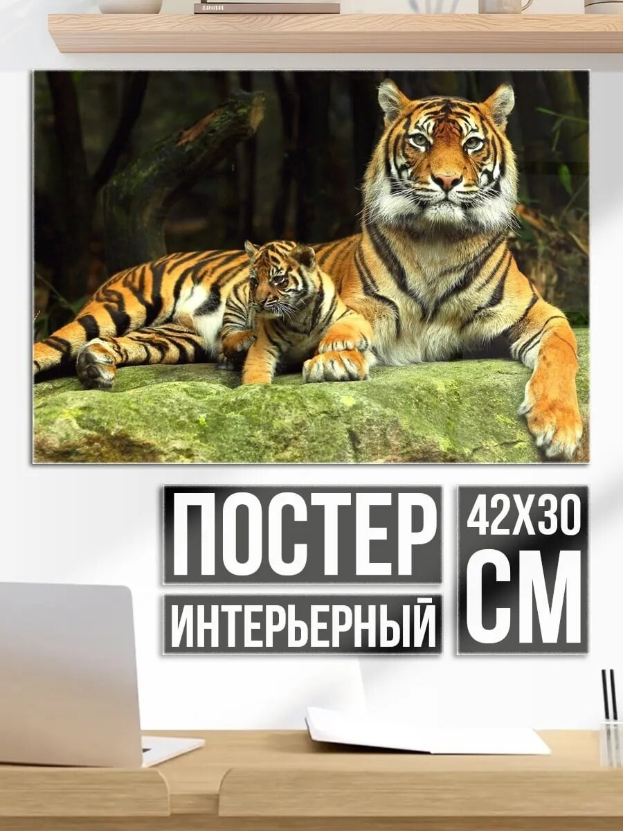 Плакат постер Два тигра на камне