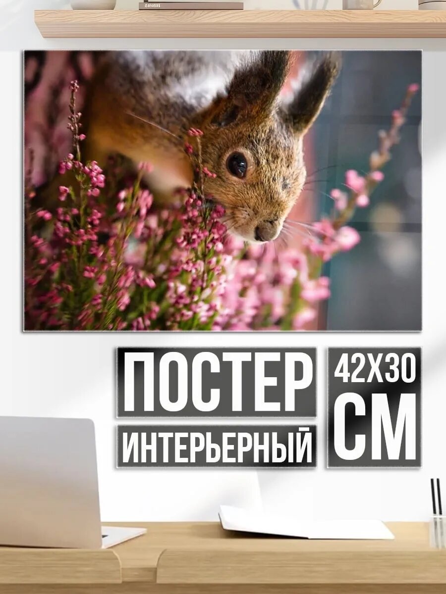 Плакат постер Белка в цветах