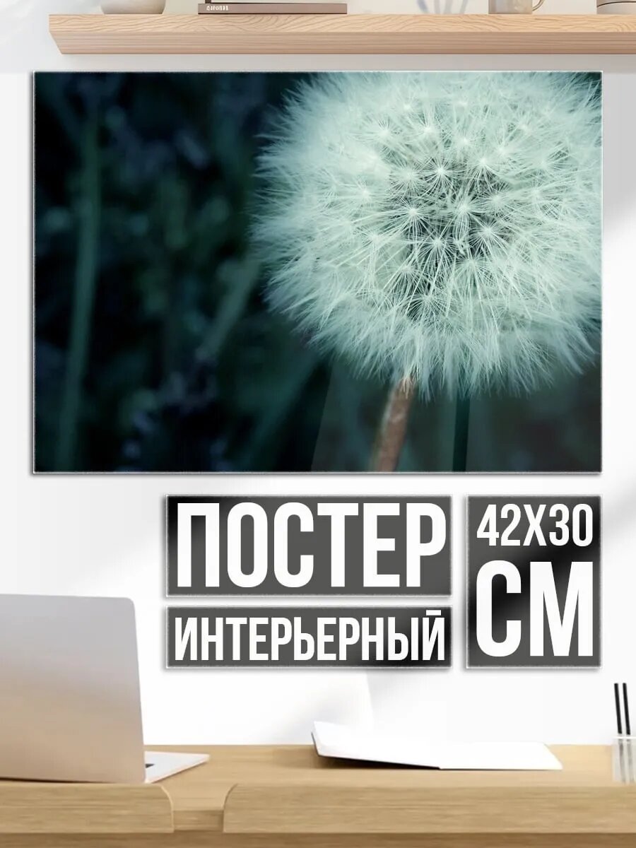 Плакат постер Одуванчик крупным планом
