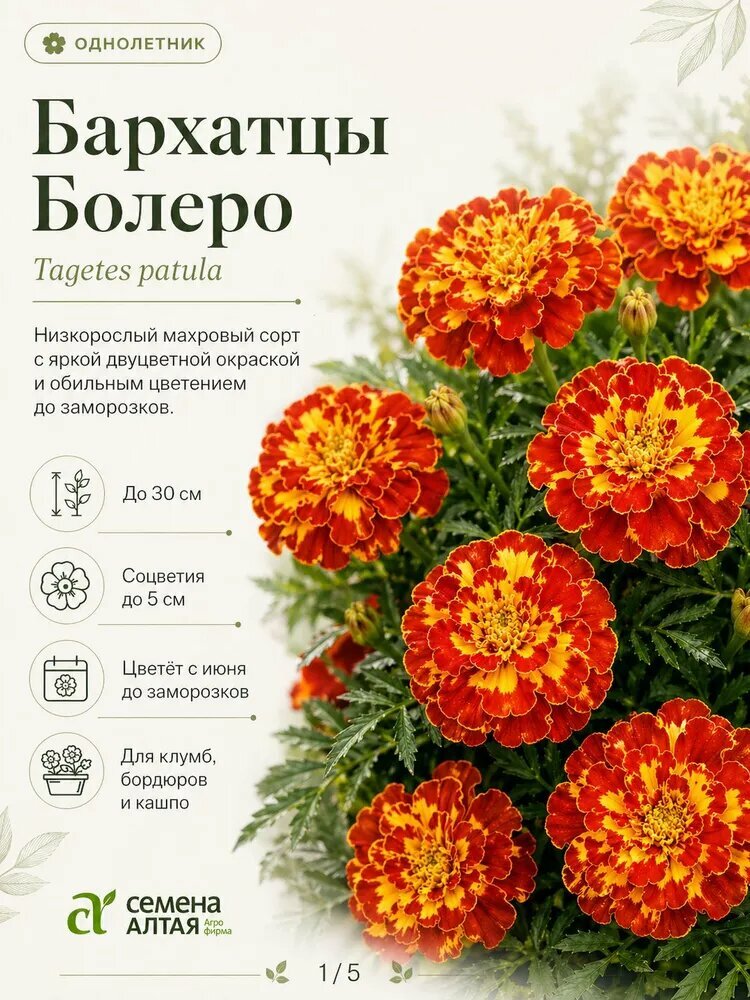 Бархатцы Болеро махровые, семена цветов 0,2 г, однолетник, низкорослые, Семена Алтая