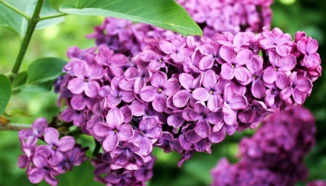 Сирень обыкновенная (Syringa vulgaris) - 175-200, Контейнер: С90