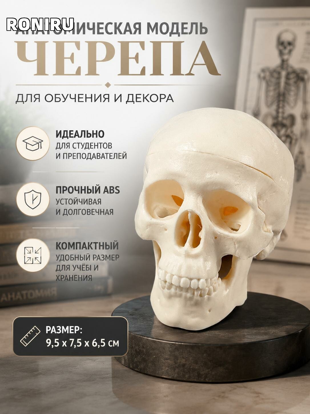 Анатомическая модель черепа для обучения и декора, компактная ABS модель 9,5x7,5x6,5 см для студентов и учителей