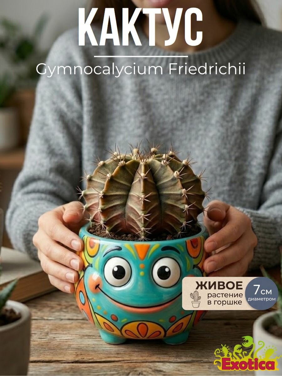 Гимнокалициум Фридриха (Gymnocalycium Friedrichii) D7,5см, живой кактус