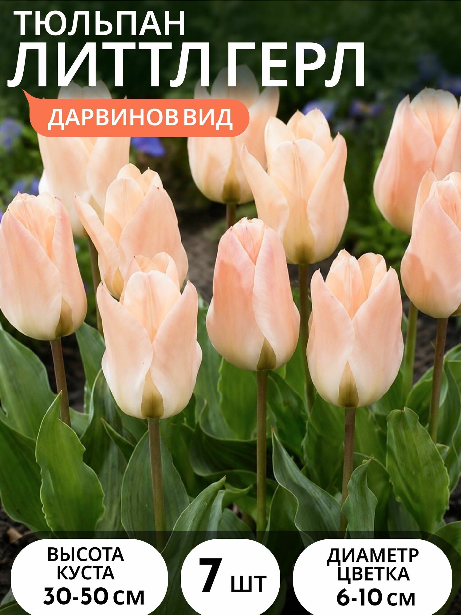 Тюльпаны луковицы многолетние сорта "Литтл Герл" 7 шт в упаковке