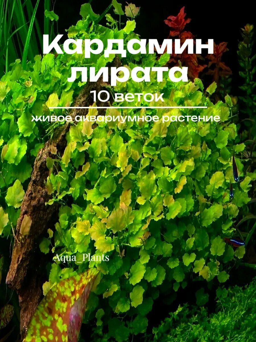 Кардамин лирата (Cardamine Lyrata) - 15 веток. Живое аквариумное растение
