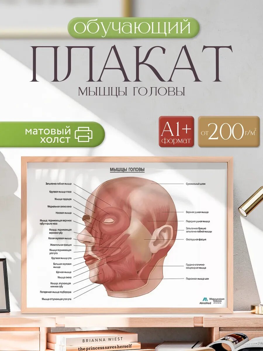 Обучающий плакат "Мышцы головы", размер А1+, матовый холст от 200г/м2