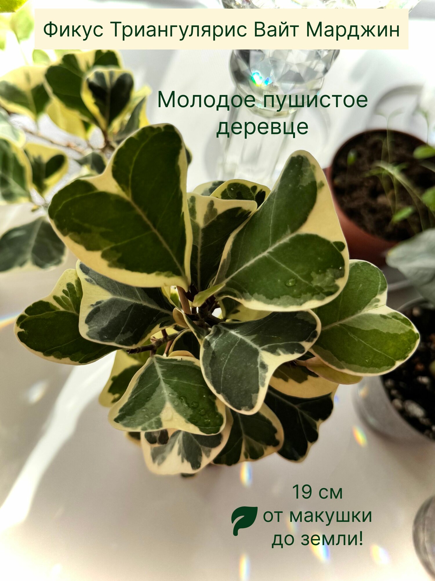 Фикус Триангулярис Вайт Марджин 11-15см Живое растение, Саженец комнатных цветов, коллекционный фикус
