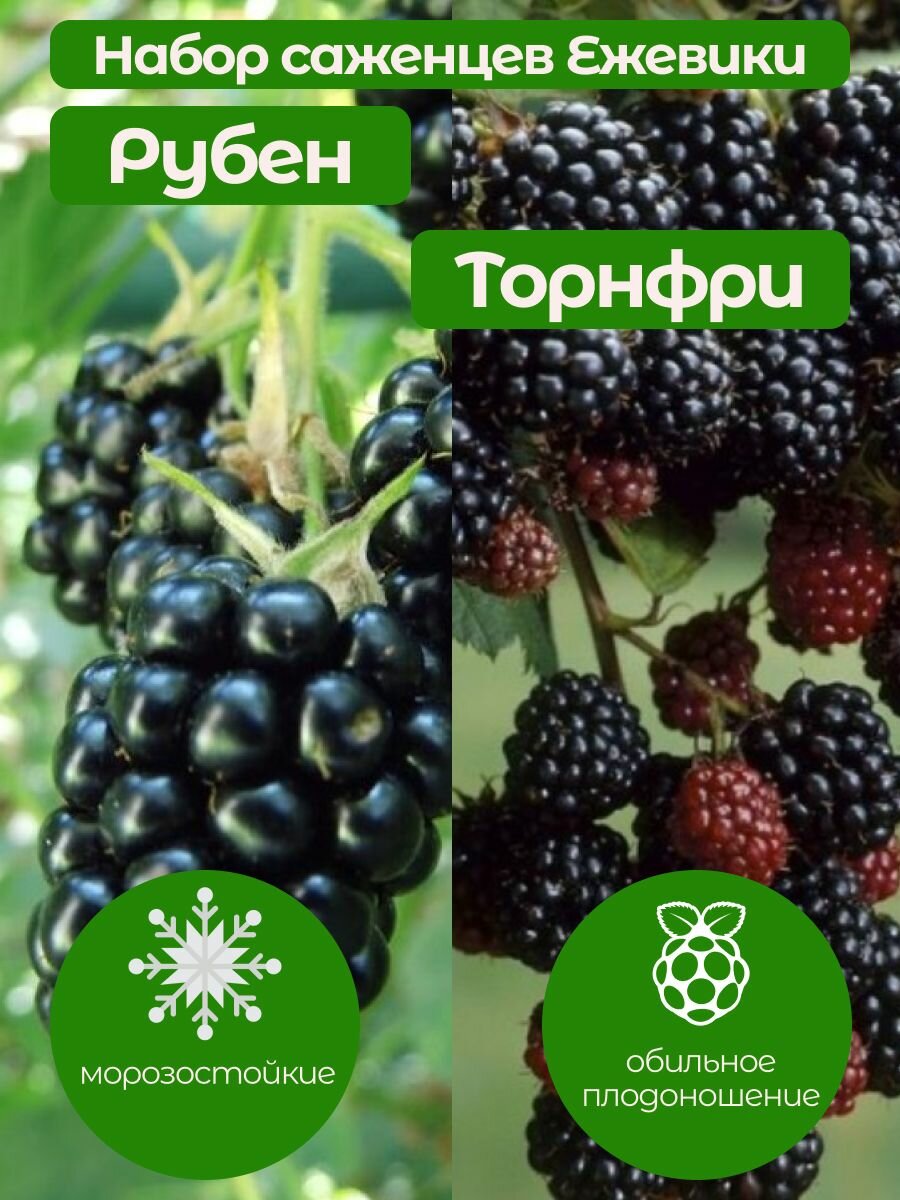 Набор ежевики Рубен и Торнфри