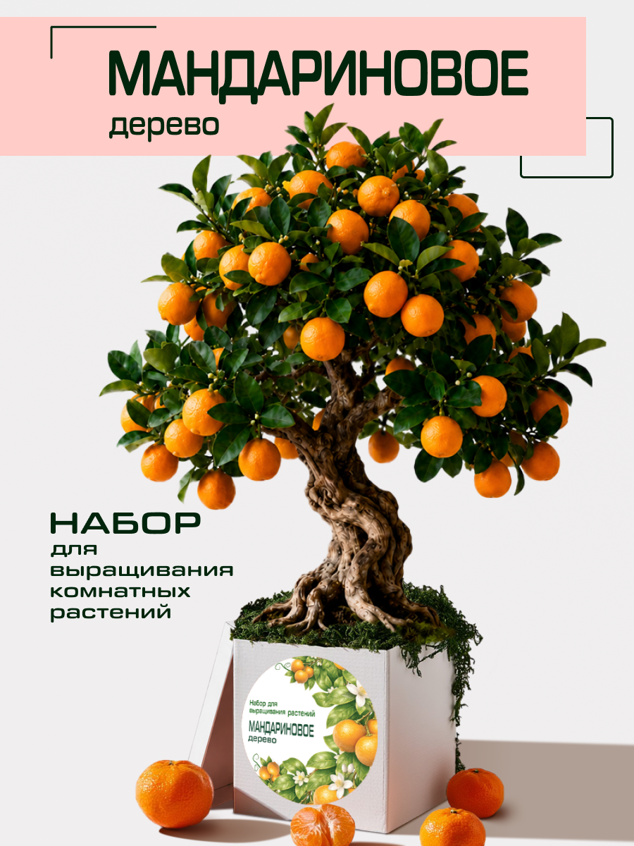 Набор для выращивания комнатных растений "Мандарин", вырасти бонсай дома
