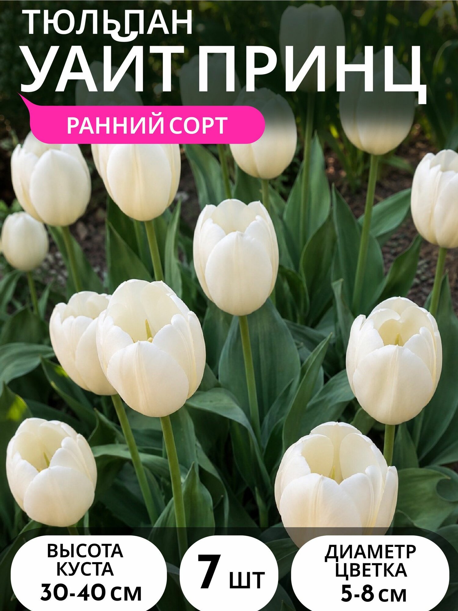 Тюльпаны ранние многолетние луковицы "Уайт Принц" 7 шт в упаковке