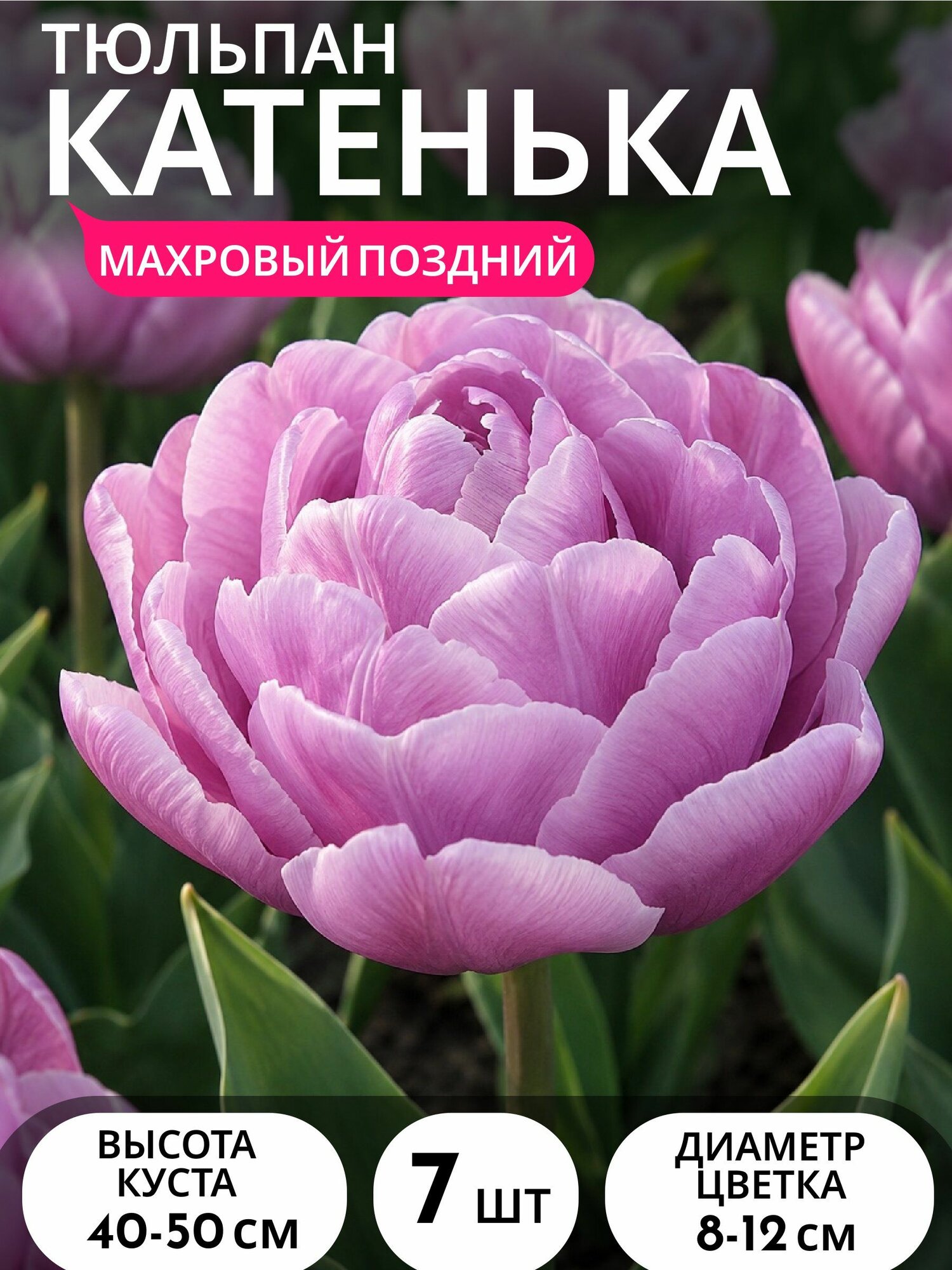 Тюльпаны махровые поздние луковицы "Катенька" 7 шт в упаковке