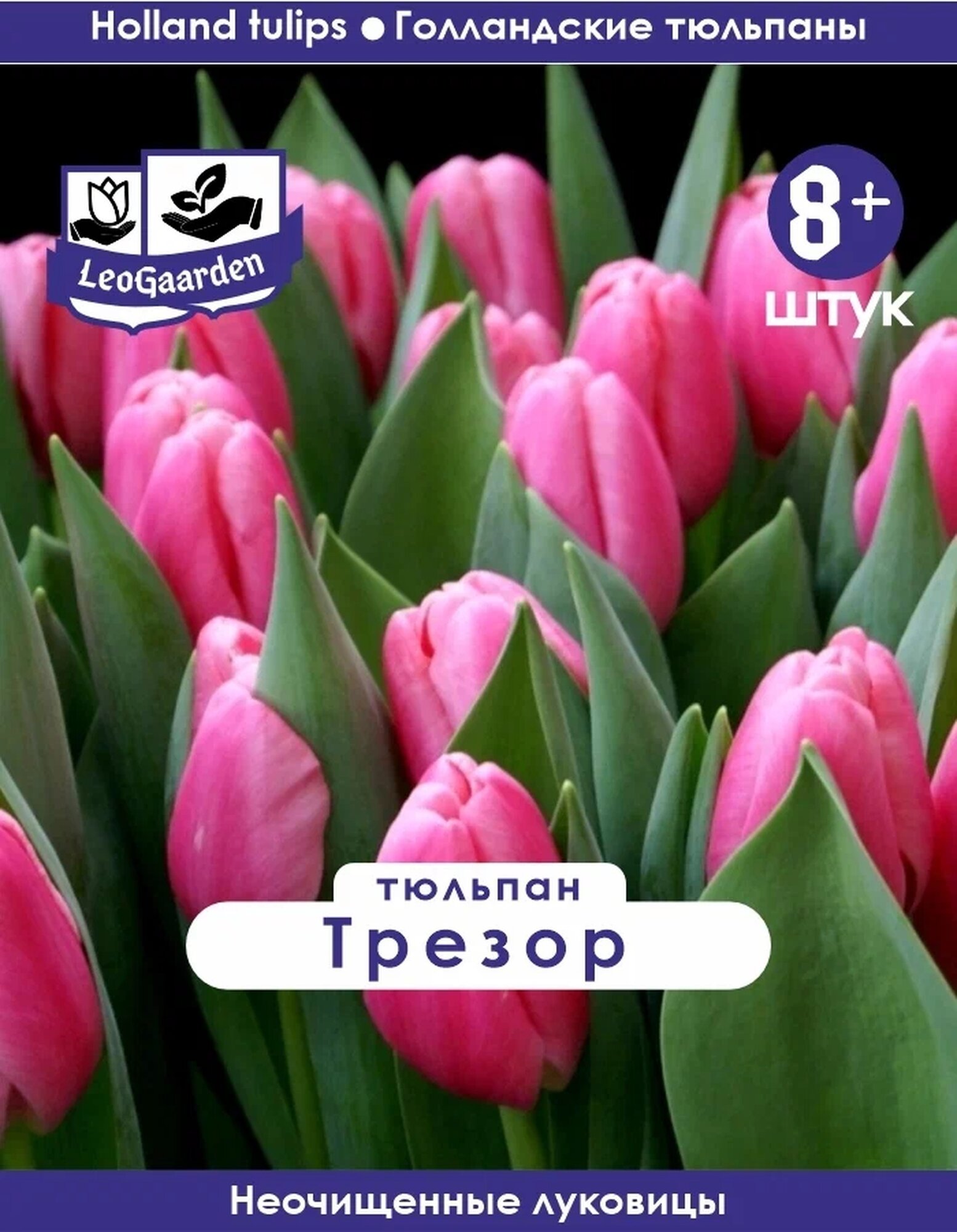 Тюльпан, Трезор 8 луковиц